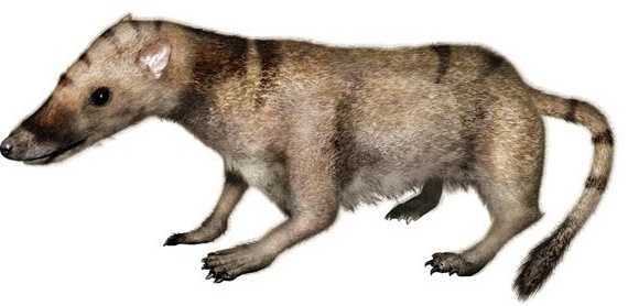 易呗网 - 中国尖齿兽（SINOCONODON）